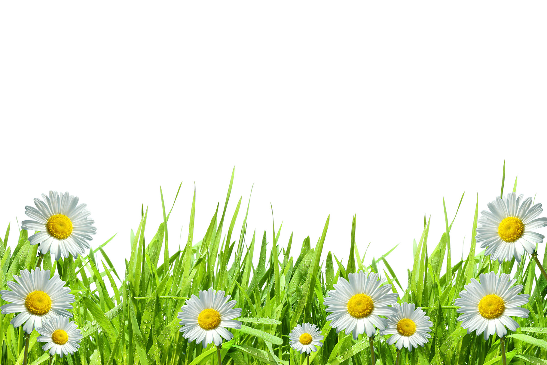 100 Grass Photo Photoshop Overlays Green Grass Summer Shooting Filtergrade